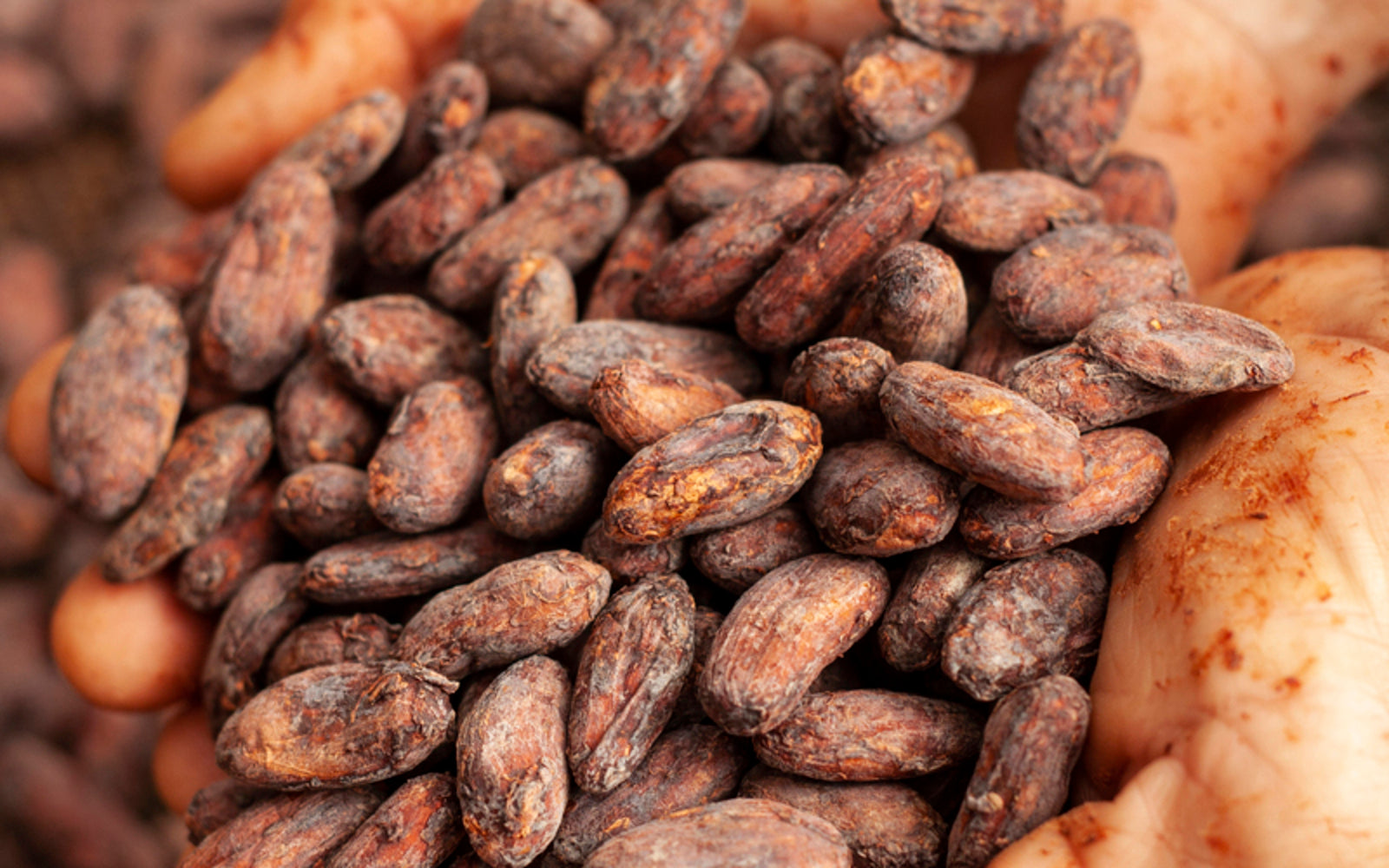 Choba Choba – Farmer-Owned Swiss Chocolate